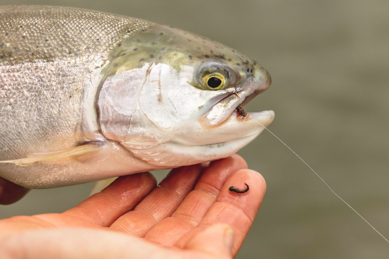 How To Fish Buzzers - Fulling Mill Blog