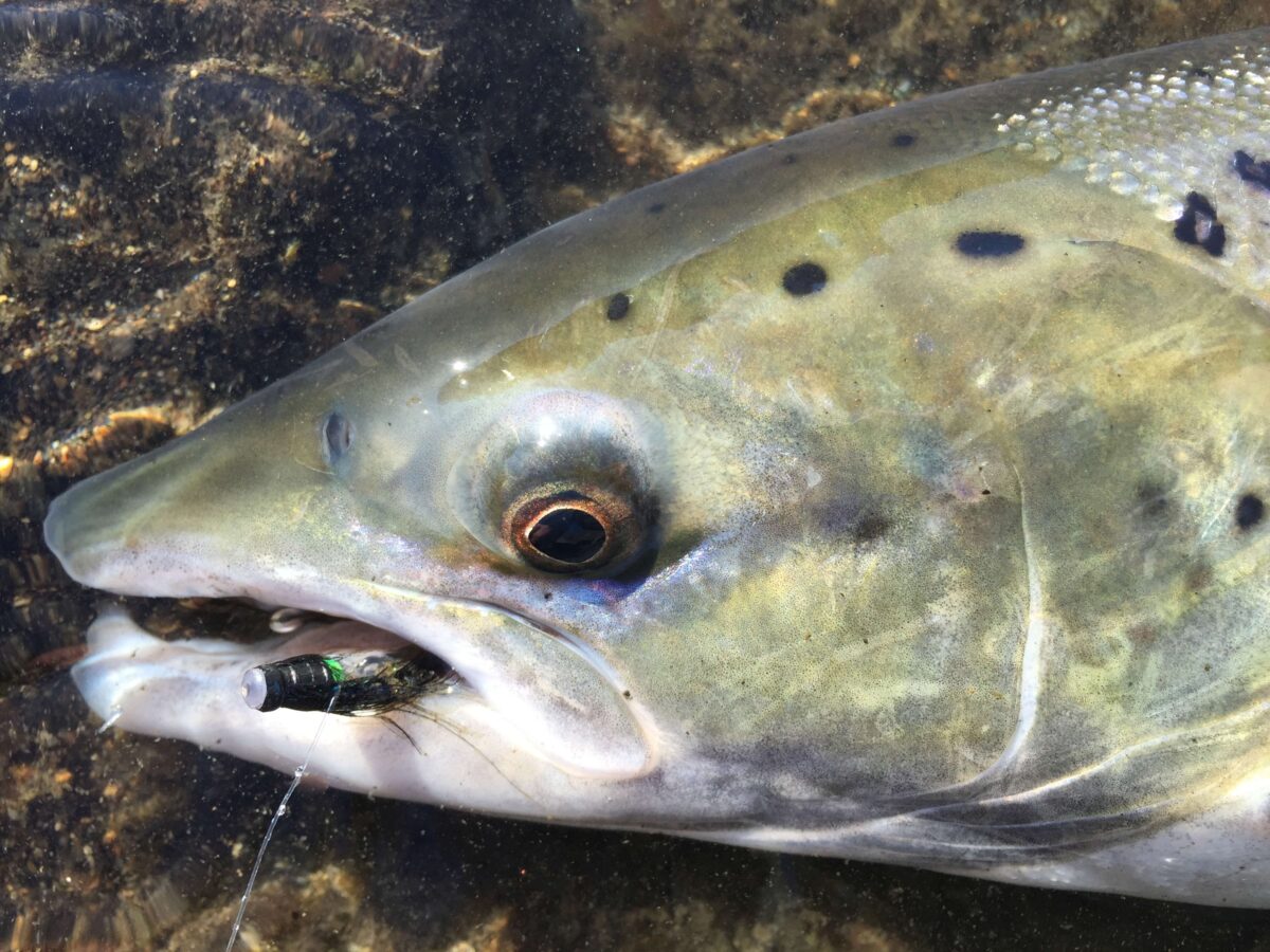 Salmon fishing River Ure - The Rise of a Forgotten Giant - Fulling Mill ...