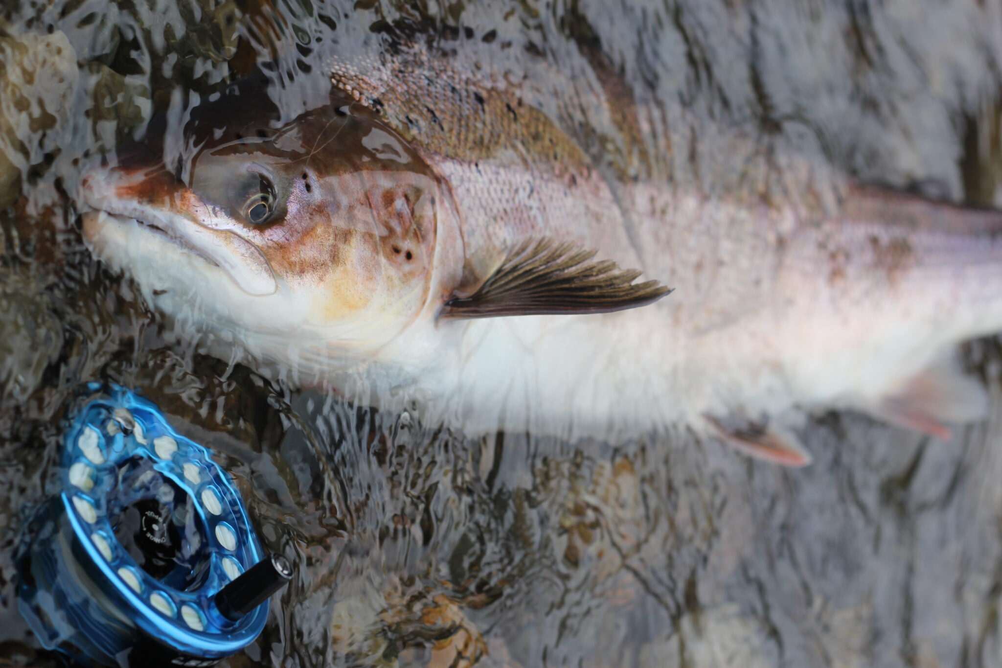Salmon fishing River Ure - The Rise of a Forgotten Giant - Fulling Mill ...