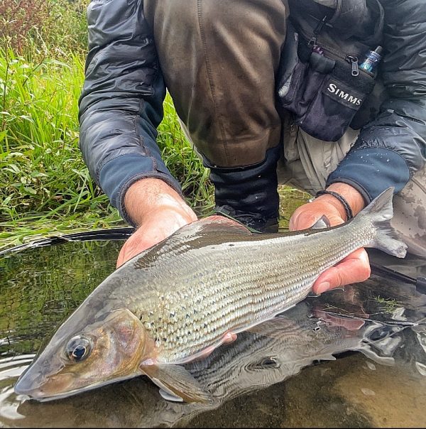 How to catch more Grayling this Winter - Fulling Mill Blog