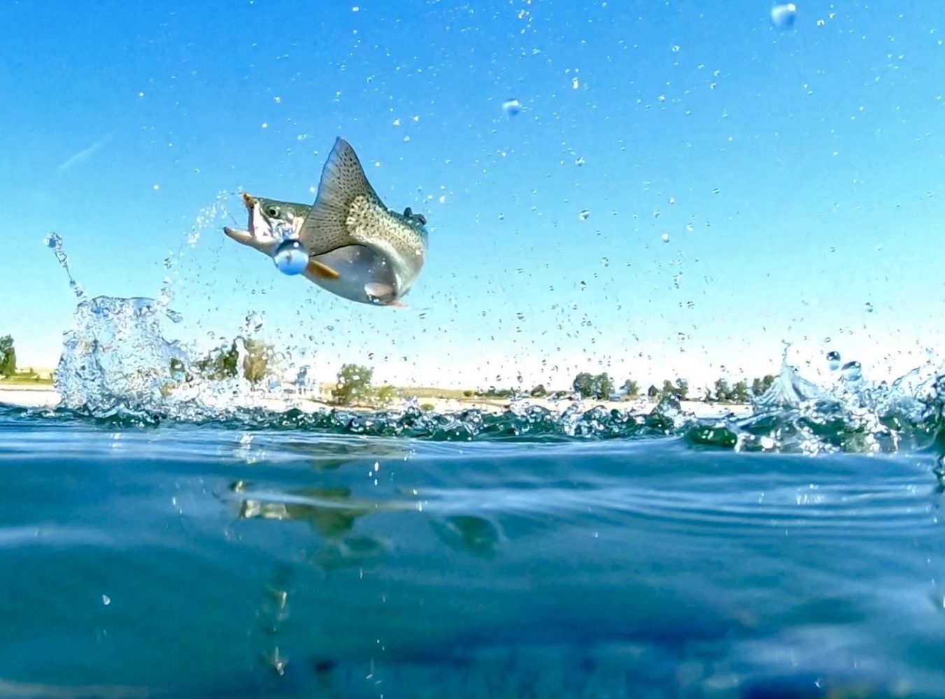 A Starter’s Guide to Fly Fishing Stillwater in The Rocky Mountain Region