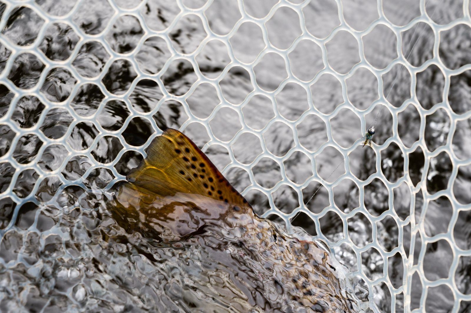 Fall trout colors - Fulling Mill Blog