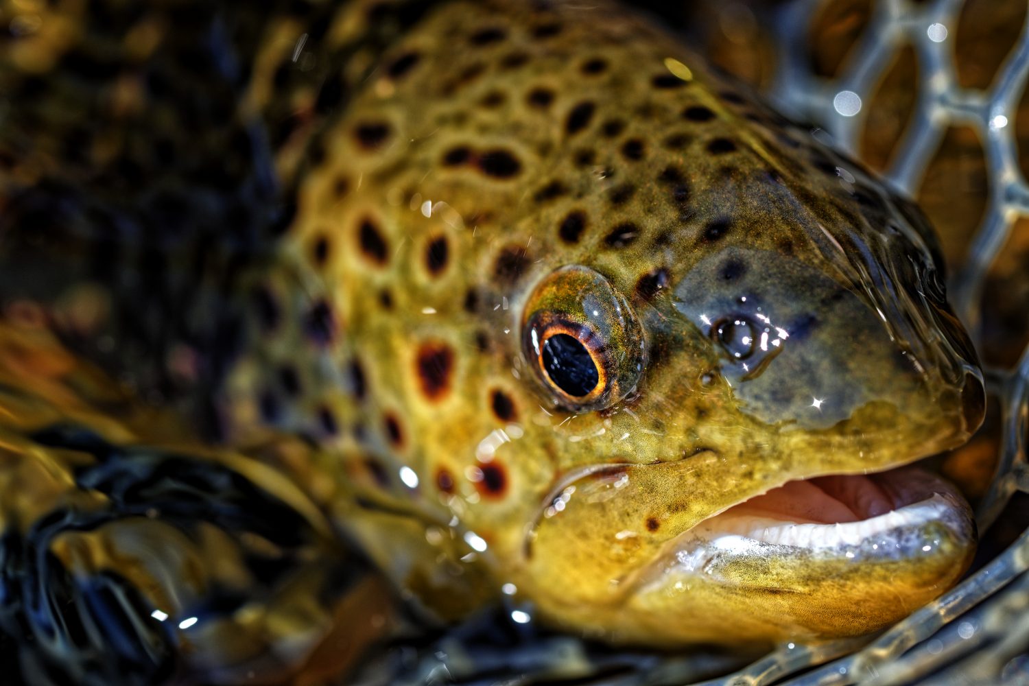 Fall trout colors - Fulling Mill Blog