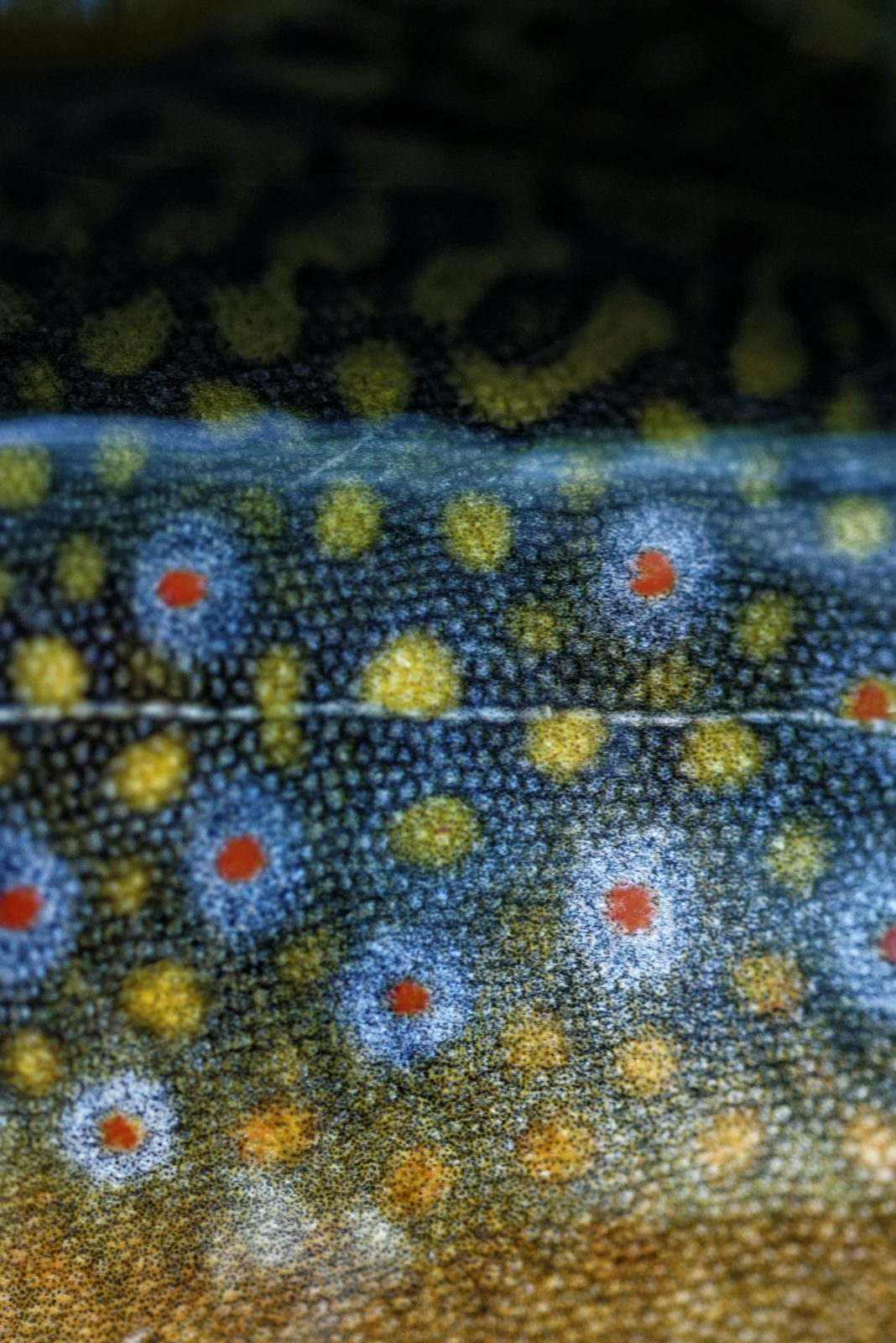 Fall trout colors - Fulling Mill Blog