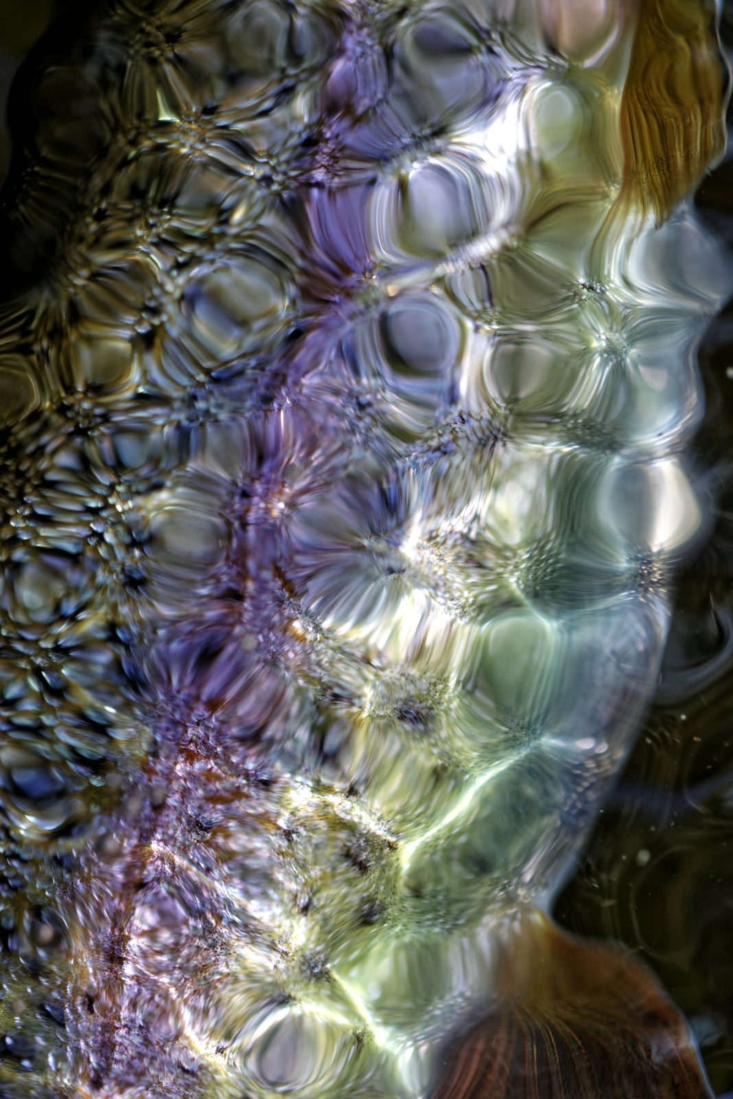 Fall trout colors - Fulling Mill Blog