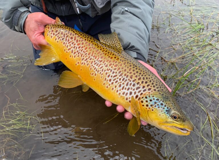 Strip Striking Trout - Fulling Mill Blog