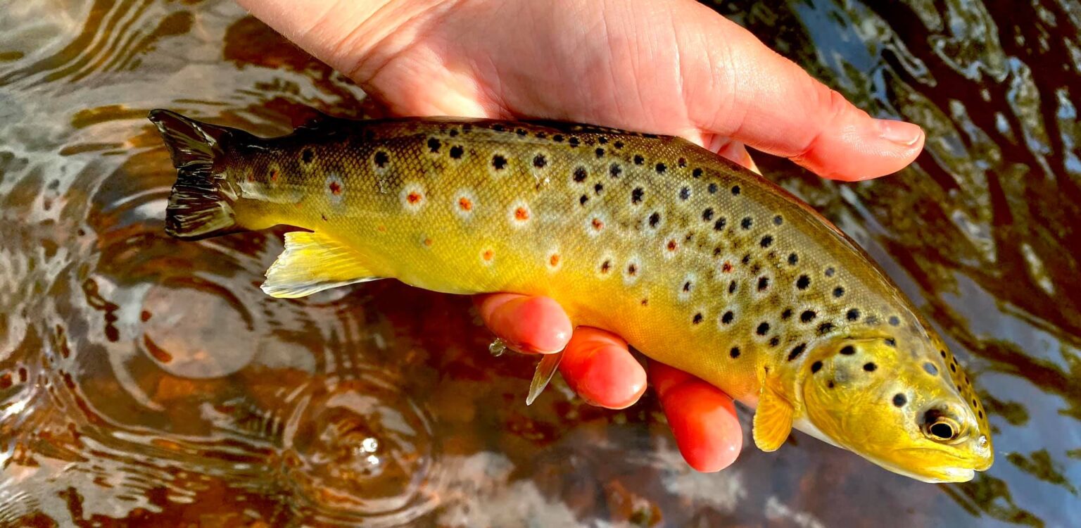 Phillippa Hake's Top 10 Jig Patterns for Trout - Fulling Mill Blog