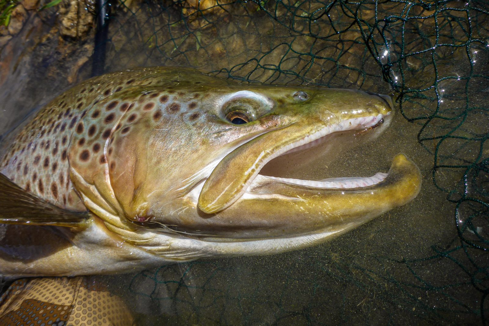 Ronan Creane's New Zealand Fly Patterns - Fulling Mill Blog