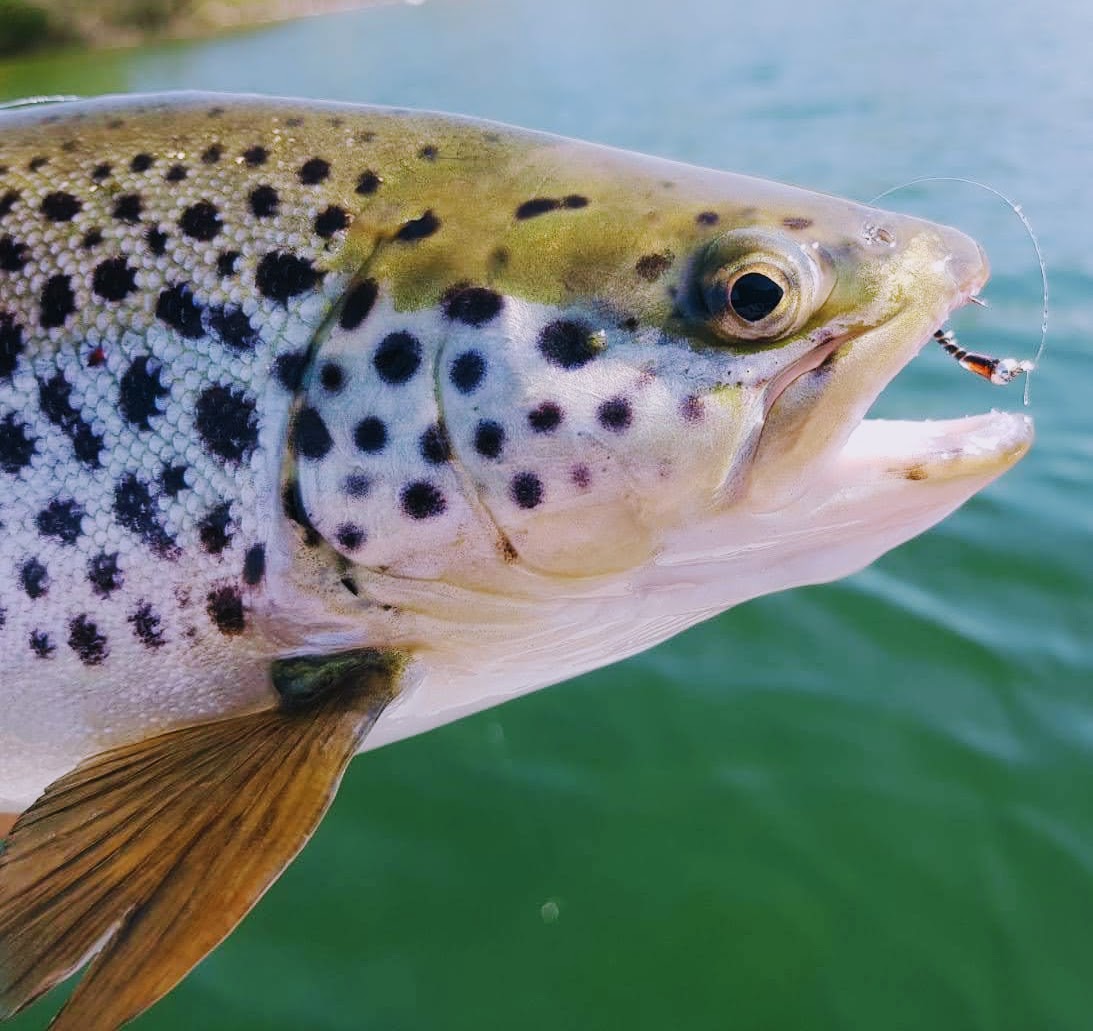 Fishing Light Tackle On Stillwaters - Fulling Mill Blog