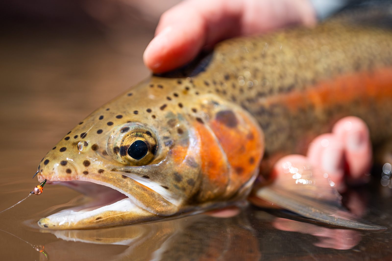 Nymphing for Trout: Essential Flies for Spring Fly Fishing - Fulling ...