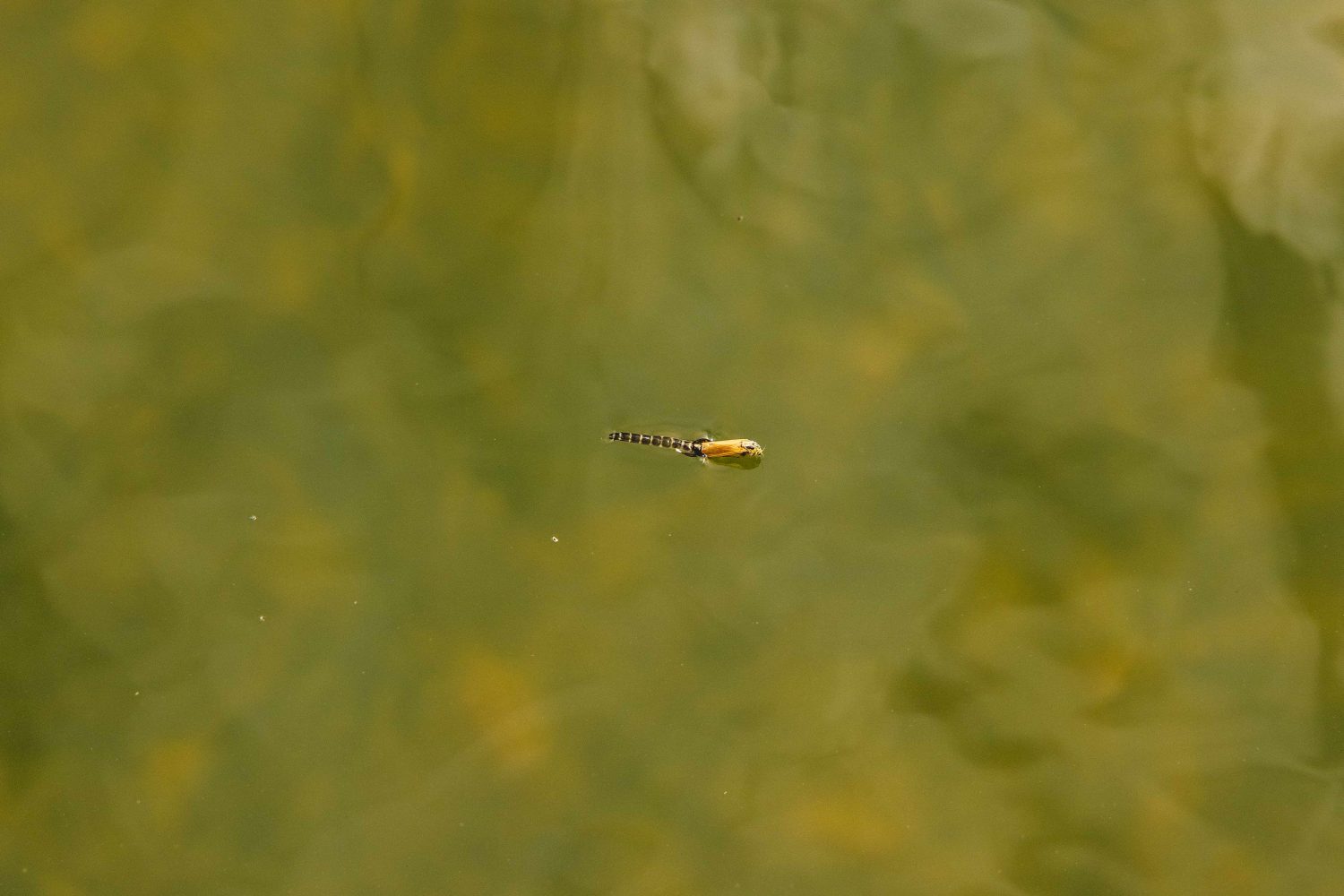 Top 7 Buzzer Patterns for Trout this Spring - Fulling Mill Blog