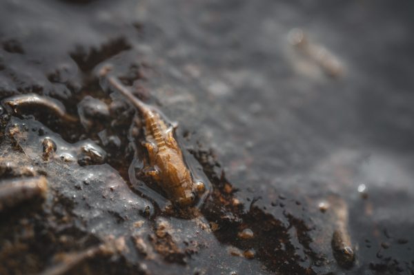 Dry Fly Fishing: The Stages of the Sulphur Hatch - Fulling Mill Blog