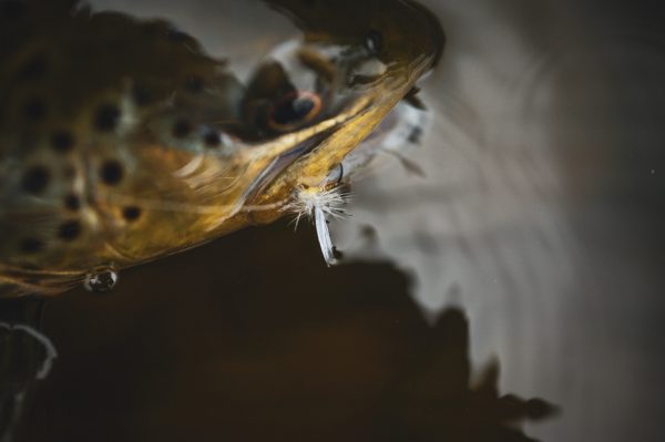 Dry Fly Fishing: The Stages of the Sulphur Hatch - Fulling Mill Blog