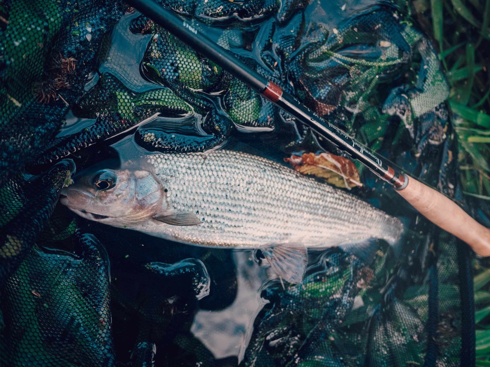 Tips from Competition Fishing for Pleasure Anglers - Fulling Mill Blog
