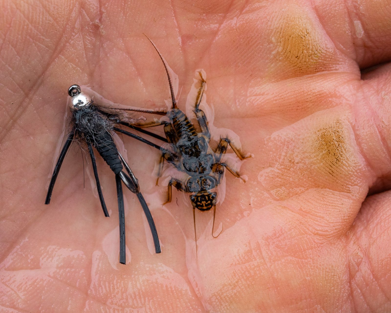 Top 10 New Nymphs for 2025 from Fulling Mill USA - Fulling Mill Blog