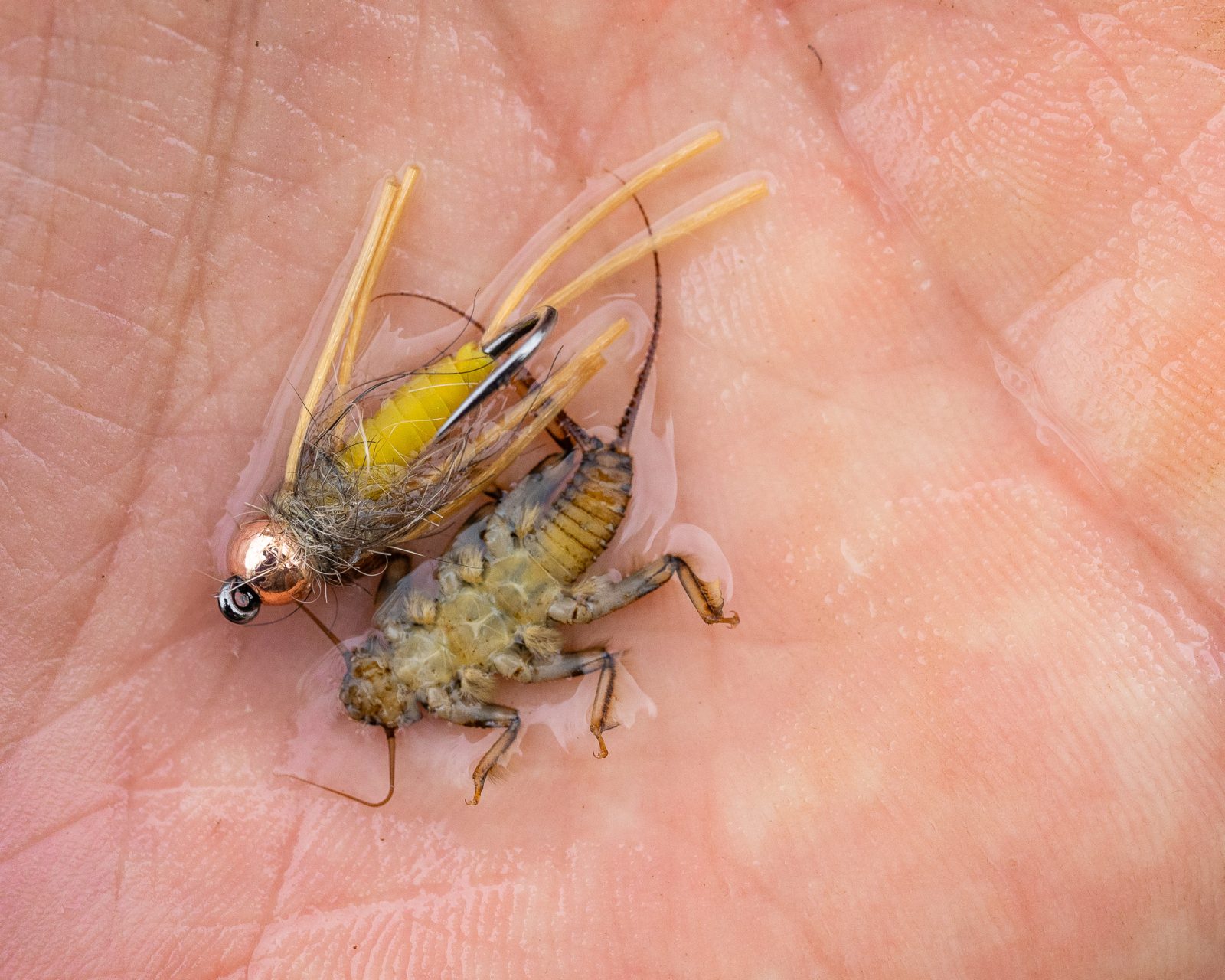 Top 10 New Nymphs for 2025 from Fulling Mill USA - Fulling Mill Blog