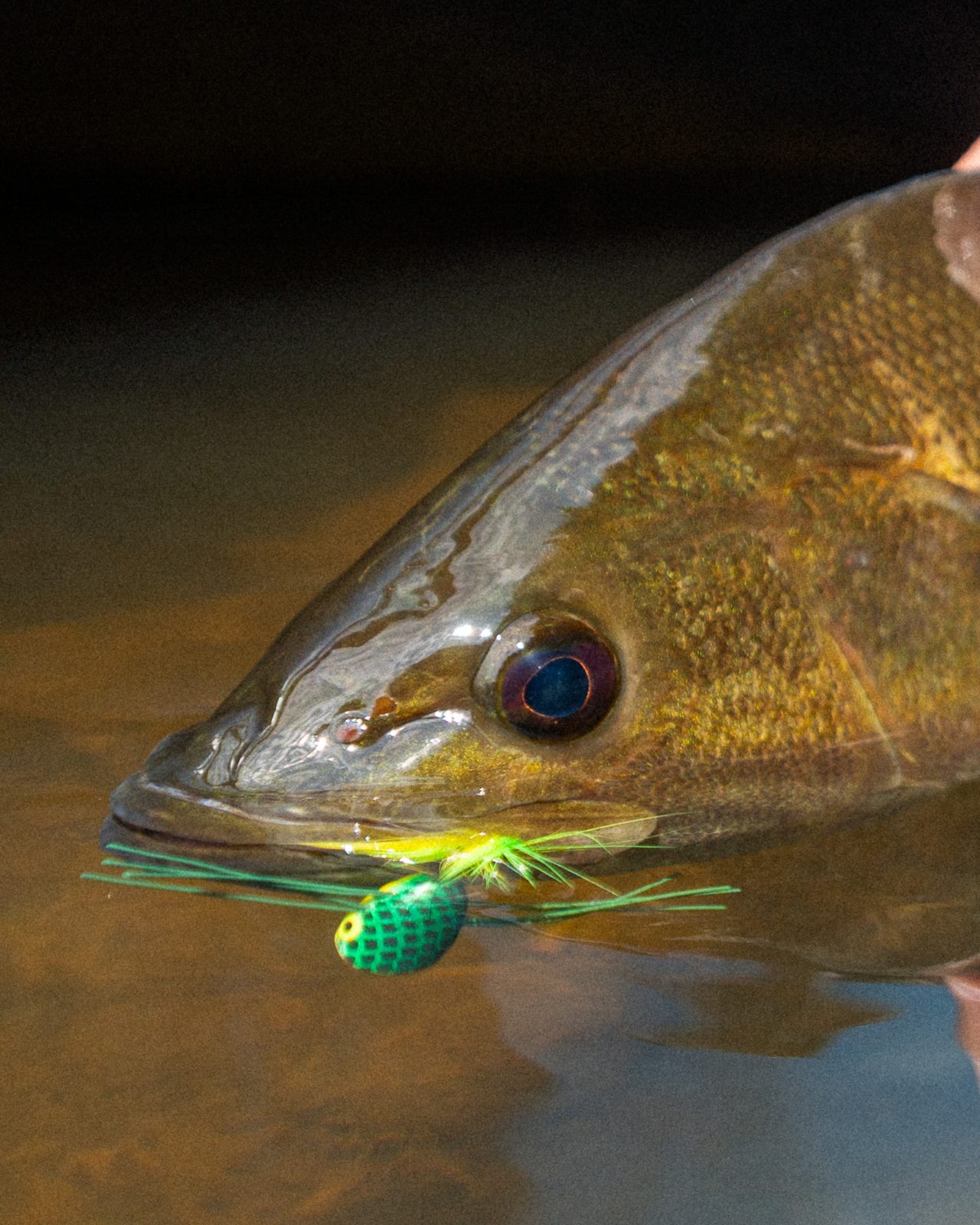 New Poppers for Largemouth & Smallmouth Bass - Fulling Mill Blog