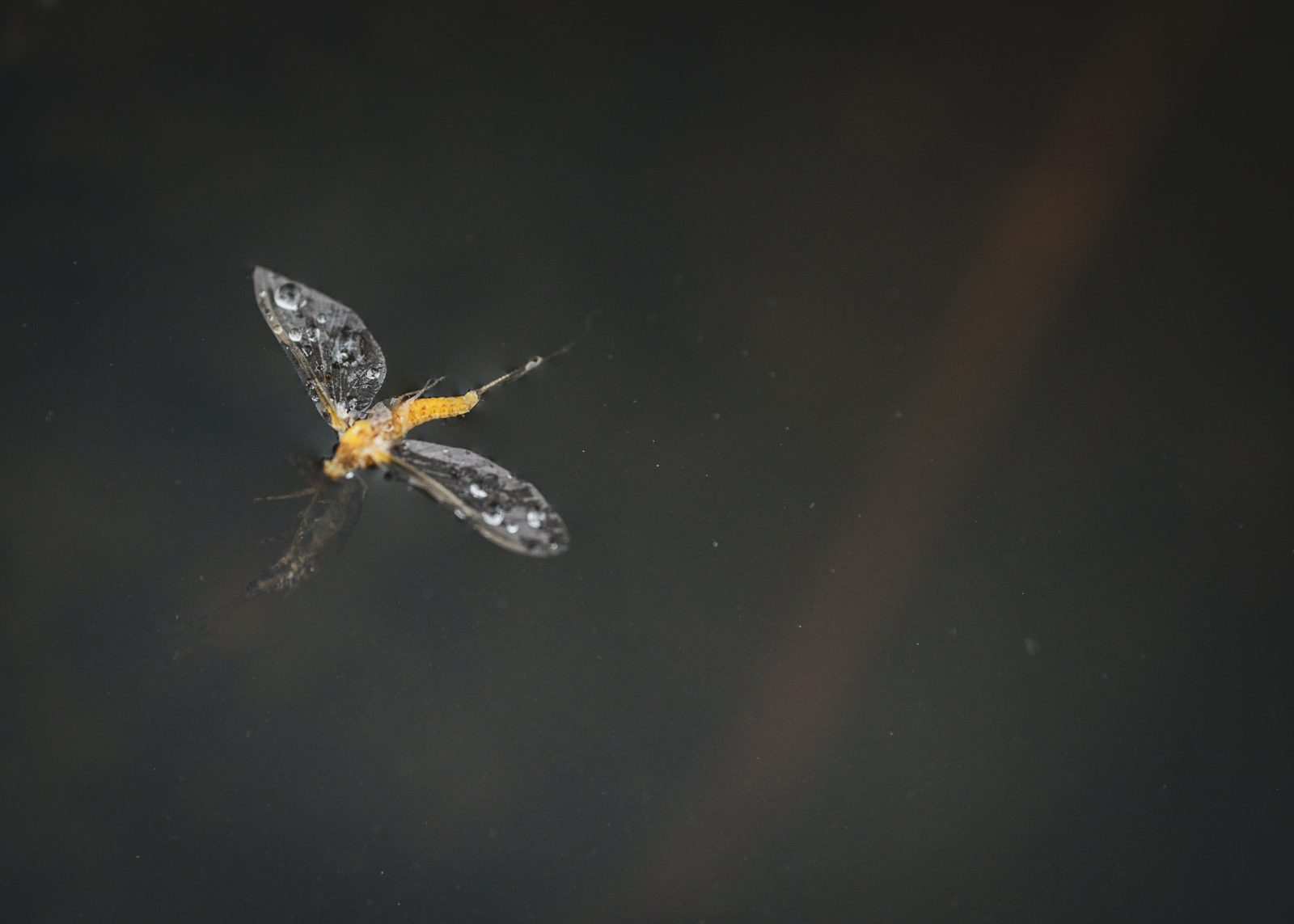 Dry Fly Fishing: The Stages of the Sulphur Hatch - Fulling Mill Blog