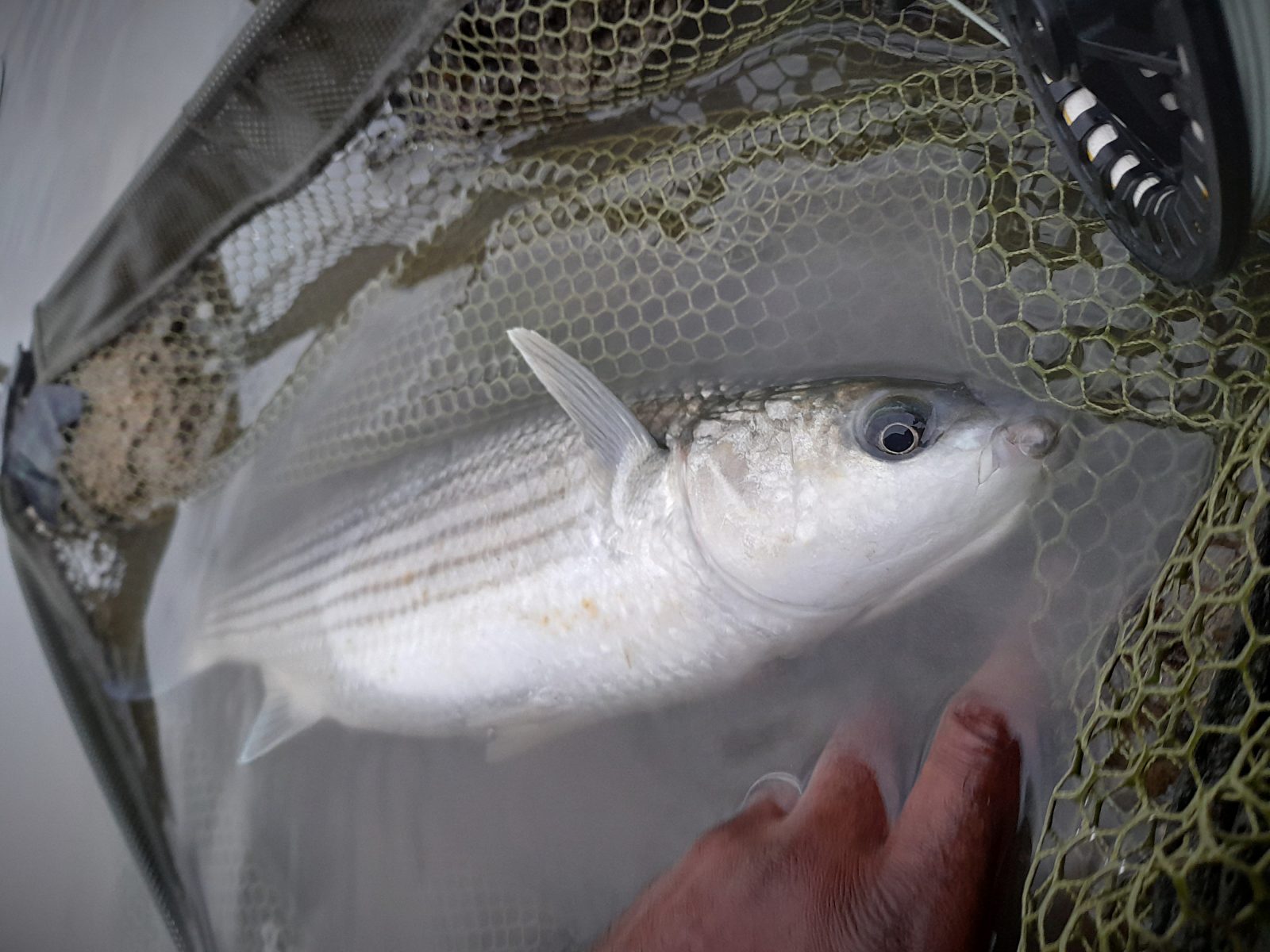 Mullet on the Fly Using the Indicator Method - Fulling Mill Blog
