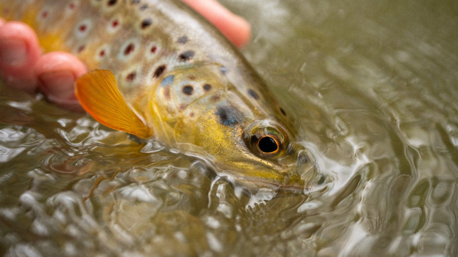 How to Nymph Fish: 3 Euro Nymphing Techniques with Signature Tyer Josh ...