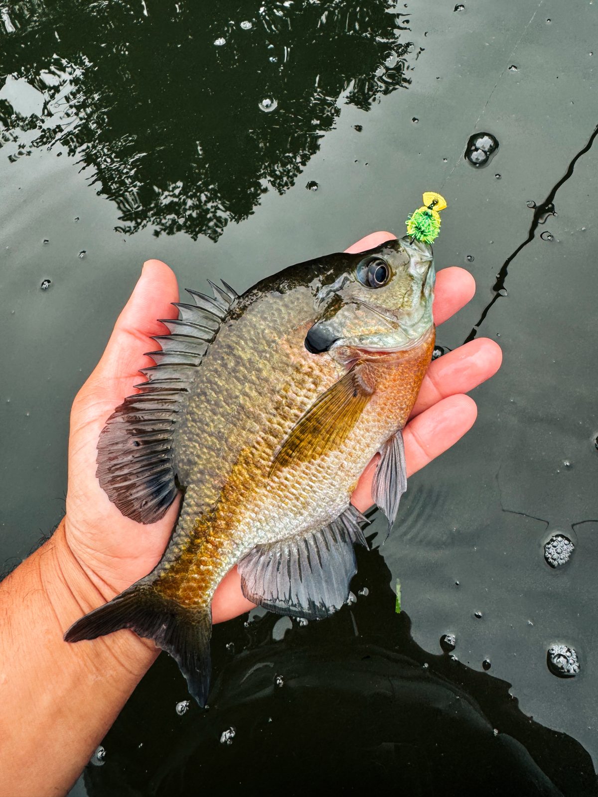 Panfish on the Fly: Bluegill, Sunfish, Pumpkinseed, Crappies & More ...