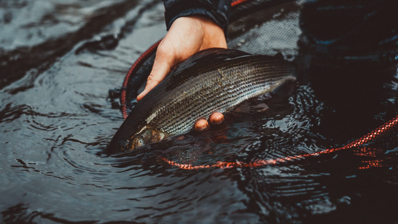 Flies and Tactics: Fly Fishing for Grayling with Scott Nellins ...